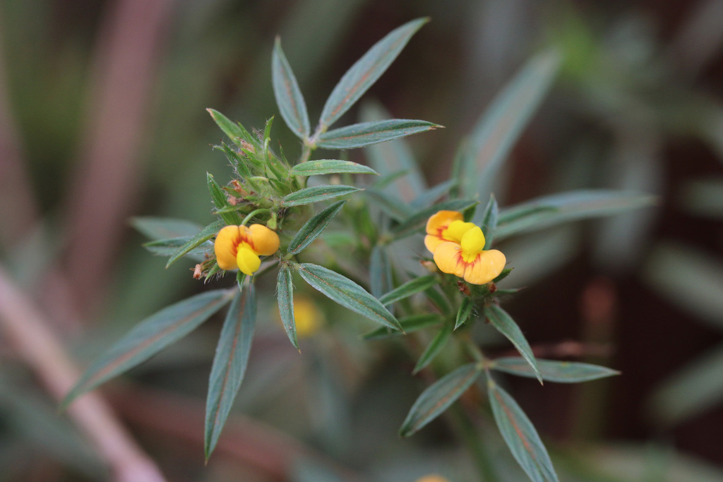 Caribbean Stylo from Bertiehaugh Station, Gate, Cape York on May 22 ...
