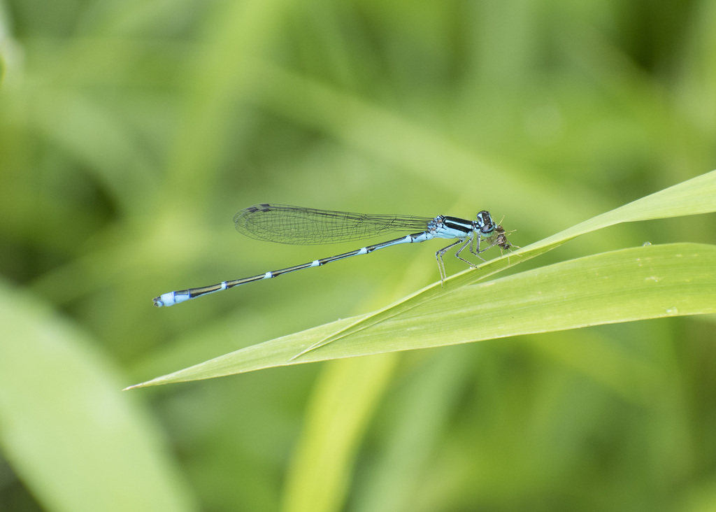 Stream Bluet from Montgomery County, OH, USA on July 16, 2023 at 10:26 ...