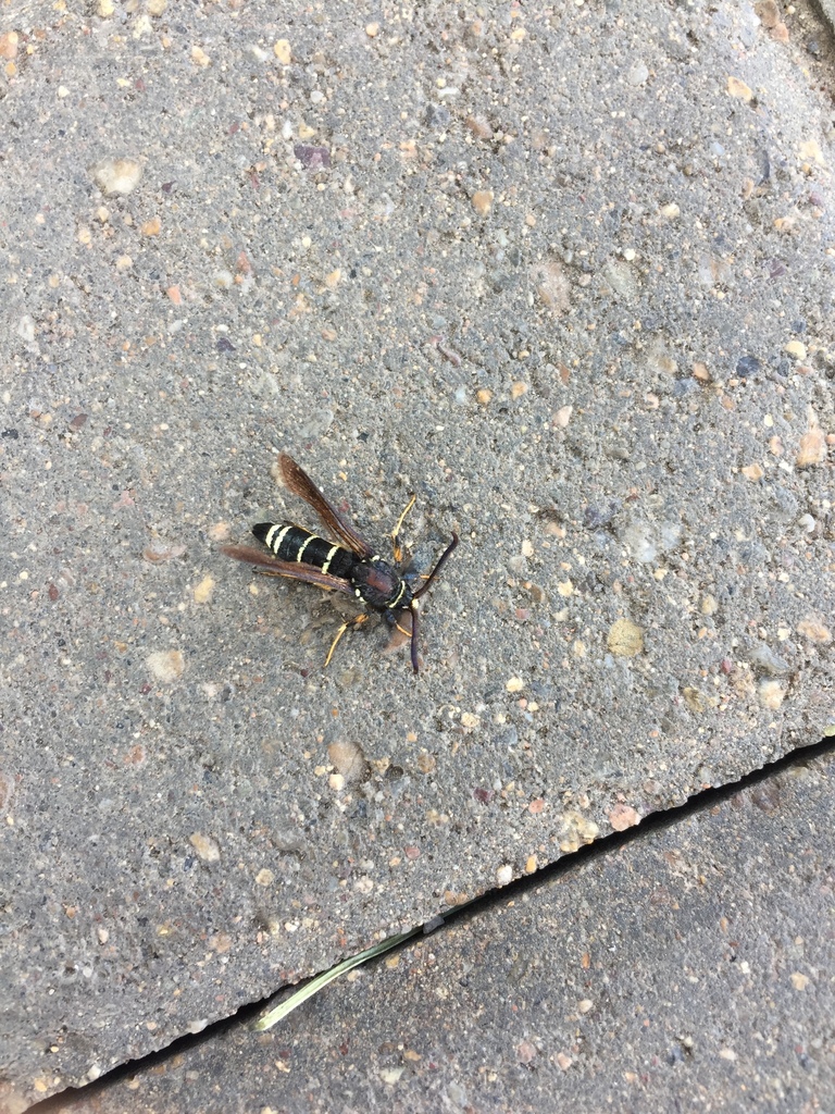 Dusky Clearwing Moth from Есильский район, Астана, Казахстан on July 15 ...