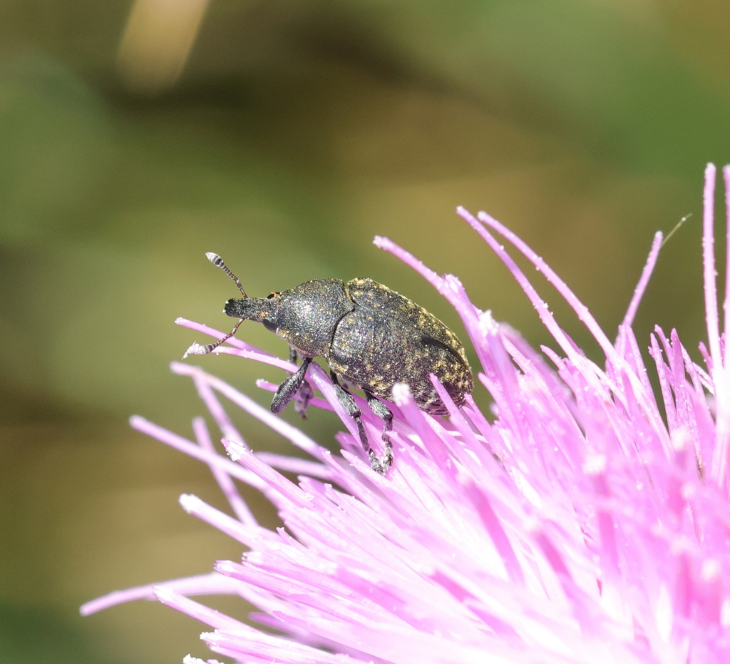 Turbine Cylindrical Weevil from Oudalle, France on July 18, 2023 at 01: ...