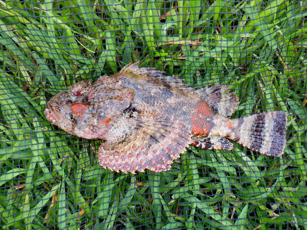 Spotted Scorpionfish from Boca Raton, FL, USA on November 4, 2021 at 11 ...