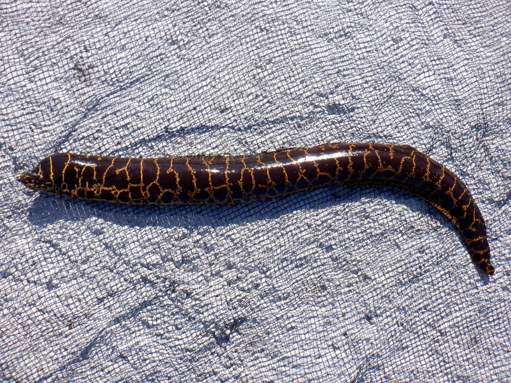 Chain Moray from Boca Raton, FL, USA on November 8, 2021 at 03:30 PM by ...