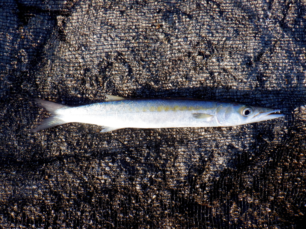 Northern Sennet from Boca Raton, FL, USA on November 8, 2021 at 05:24 ...