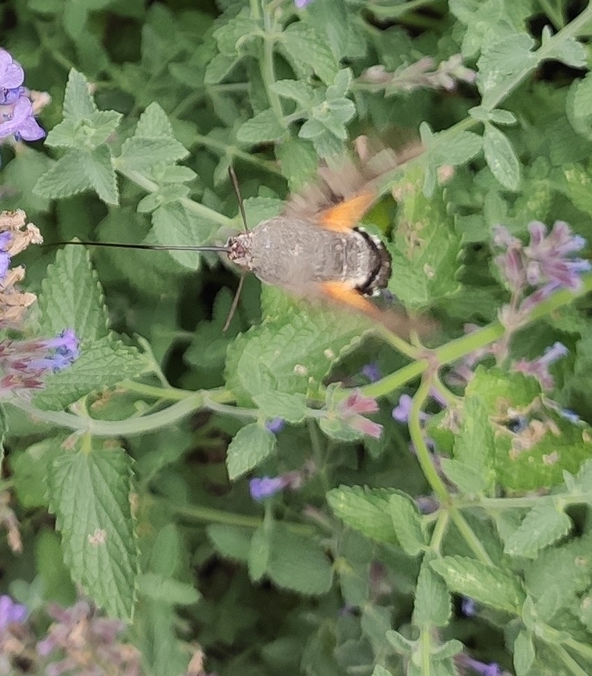 Eurasian Hummingbird Hawkmoth from Canton de Versailles-1, 78000 Versailles, France on July 19 ...