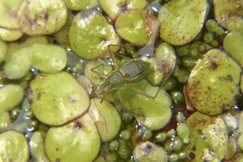 Mulsant's Water Treader from Miami whitewater forest on July 16, 2023 ...