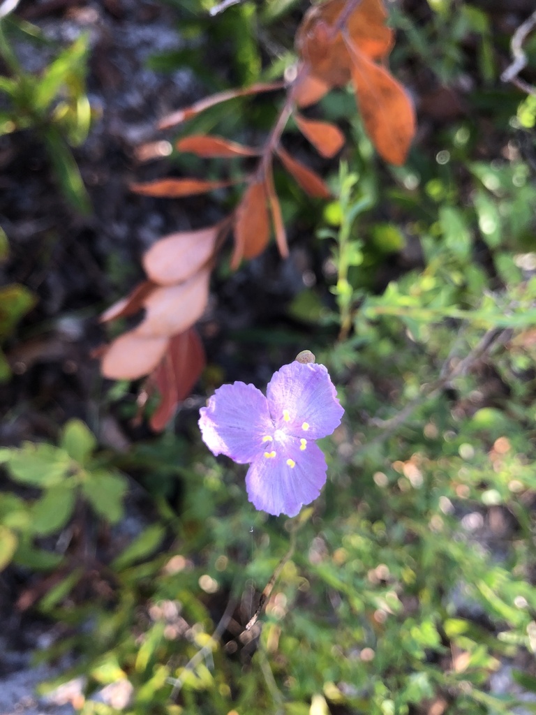 Scrub roseling from Walk-in-Water Rd, Lake Wales, FL, US on July 19 ...