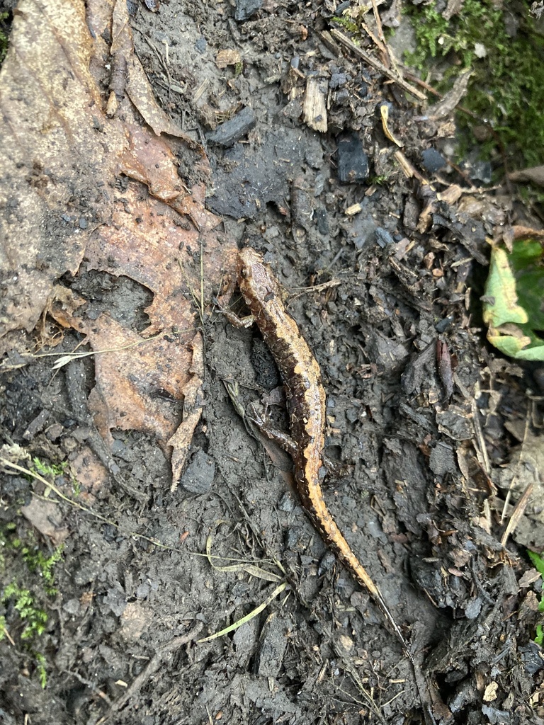 Dusky Salamanders from Lansing, NC, US on July 11, 2023 at 02:50 PM by ...