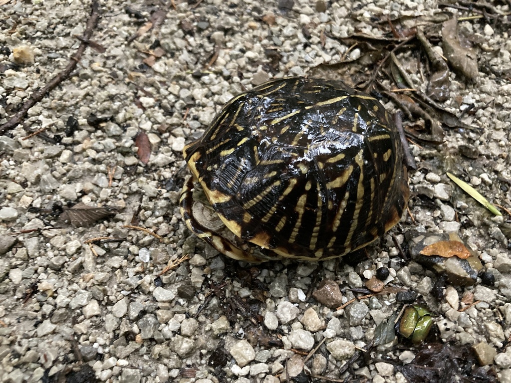 Ornate Box Turtle from Pettis County, US-MO, US on July 18, 2023 at 08: ...