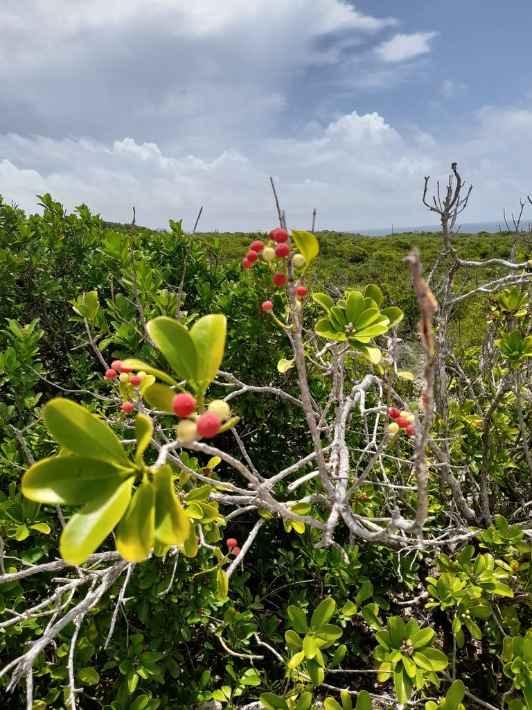 Pepper Cinnamon from 2640, Anguilla on July 17, 2023 at 11:03 AM by ...