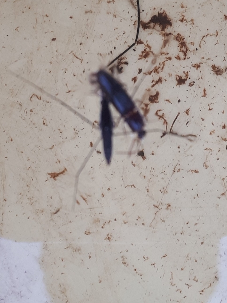 Gerrini from Springfield Parish, NB, Canada on July 19, 2023 at 10:26 ...