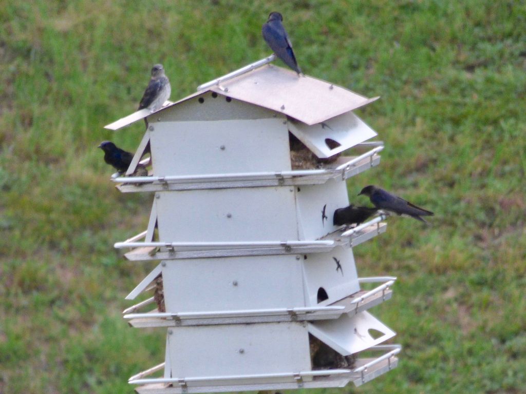 Purple Martin from Odenton, MD, USA on July 17, 2023 at 08:03 PM by ...
