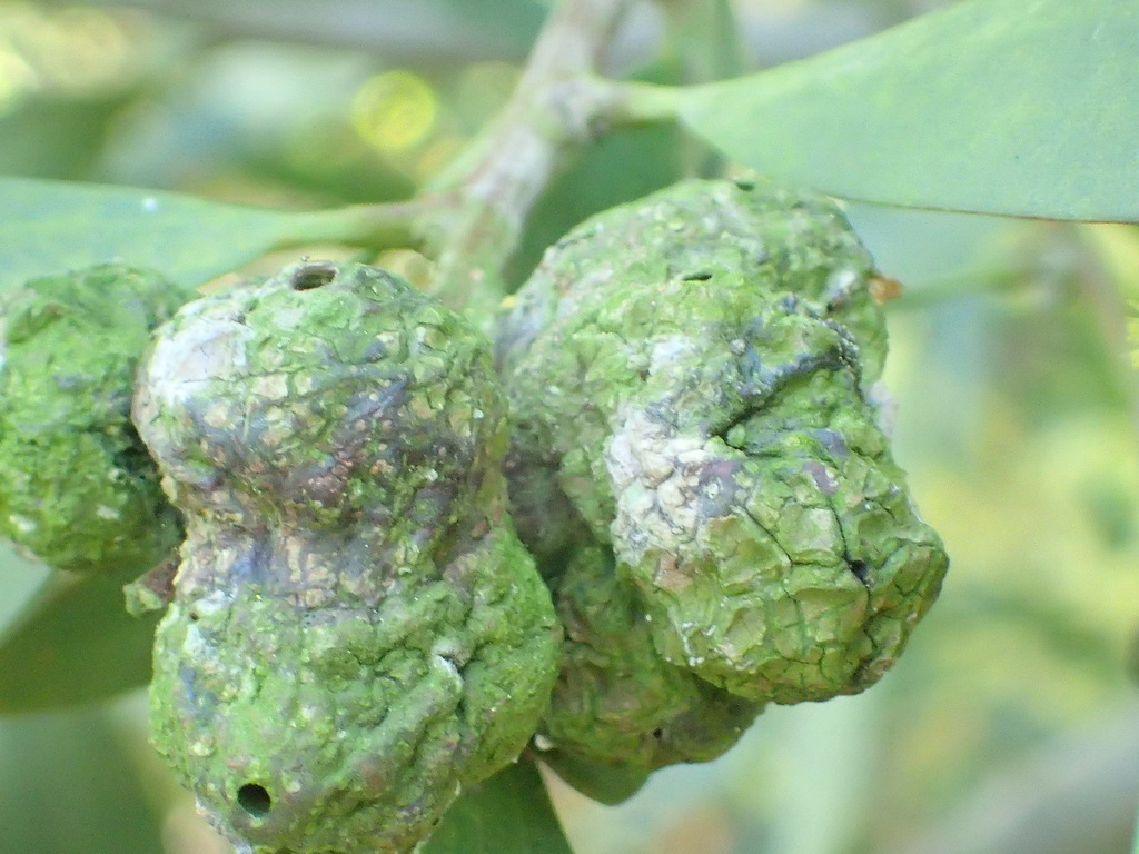 Longleaf Wattle Gall Wasp from Water reservoir circuit, Brenton-on-Sea ...
