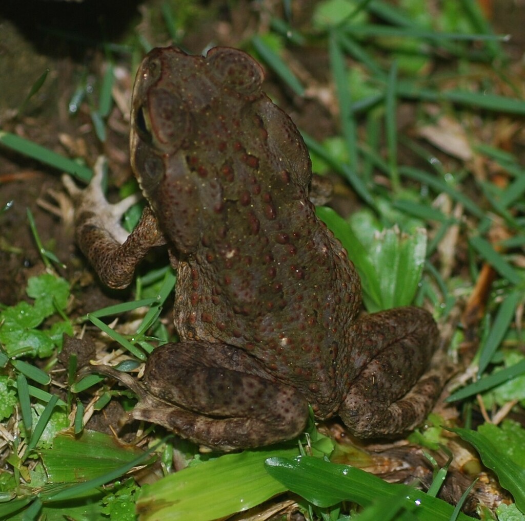 Giant Toad from El Valle de Antón, Cocle, PA on July 17, 2023 at 09:26 ...