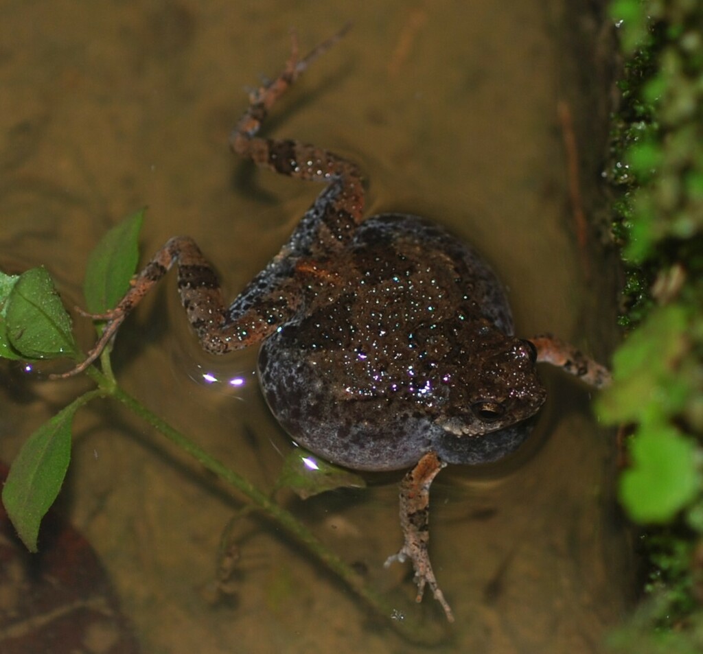 Túngara Frog from El Valle de Antón, Cocle, PA on July 17, 2023 at 09: ...