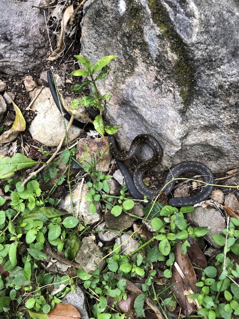 Red-bellied Racer in January 2019 by raynacb · iNaturalist