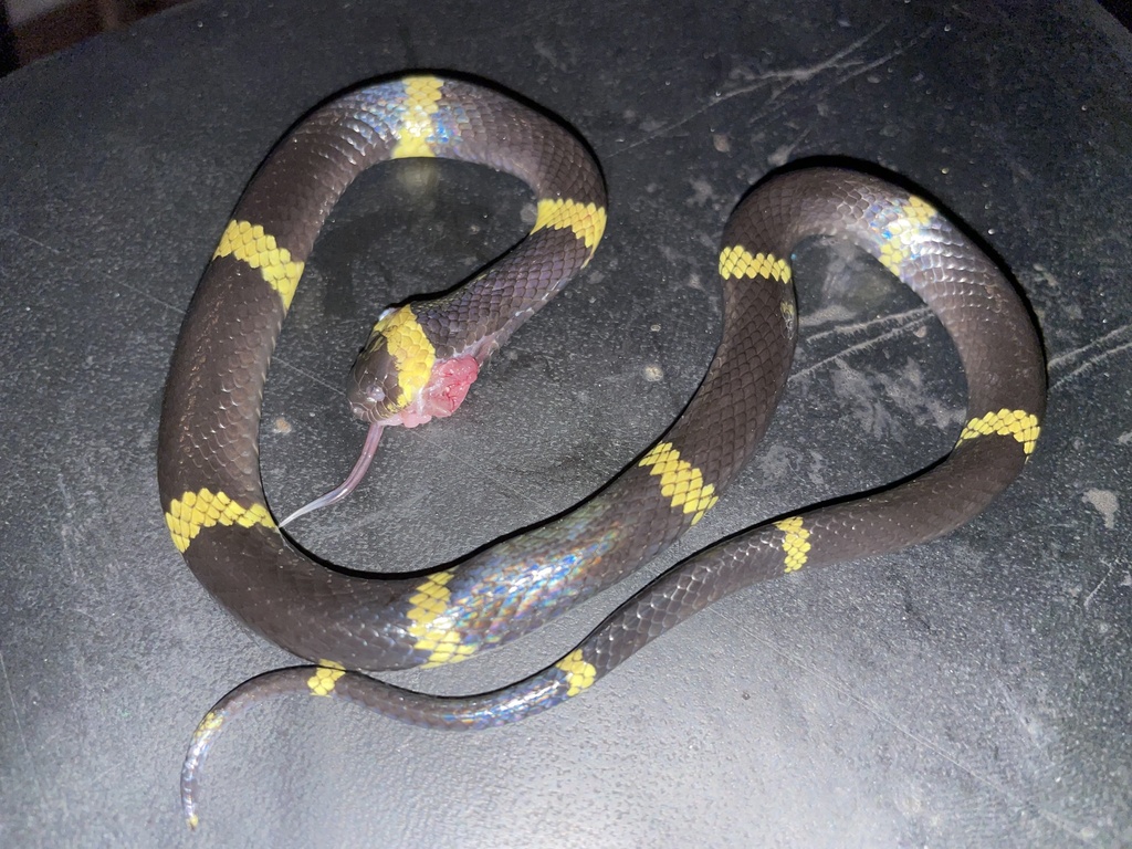Western Snail-Eating Snake from Carretera Guadalajara - Puerto Vallarta ...