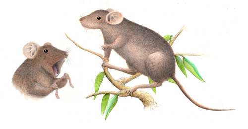 género Apomys · NaturaLista Colombia