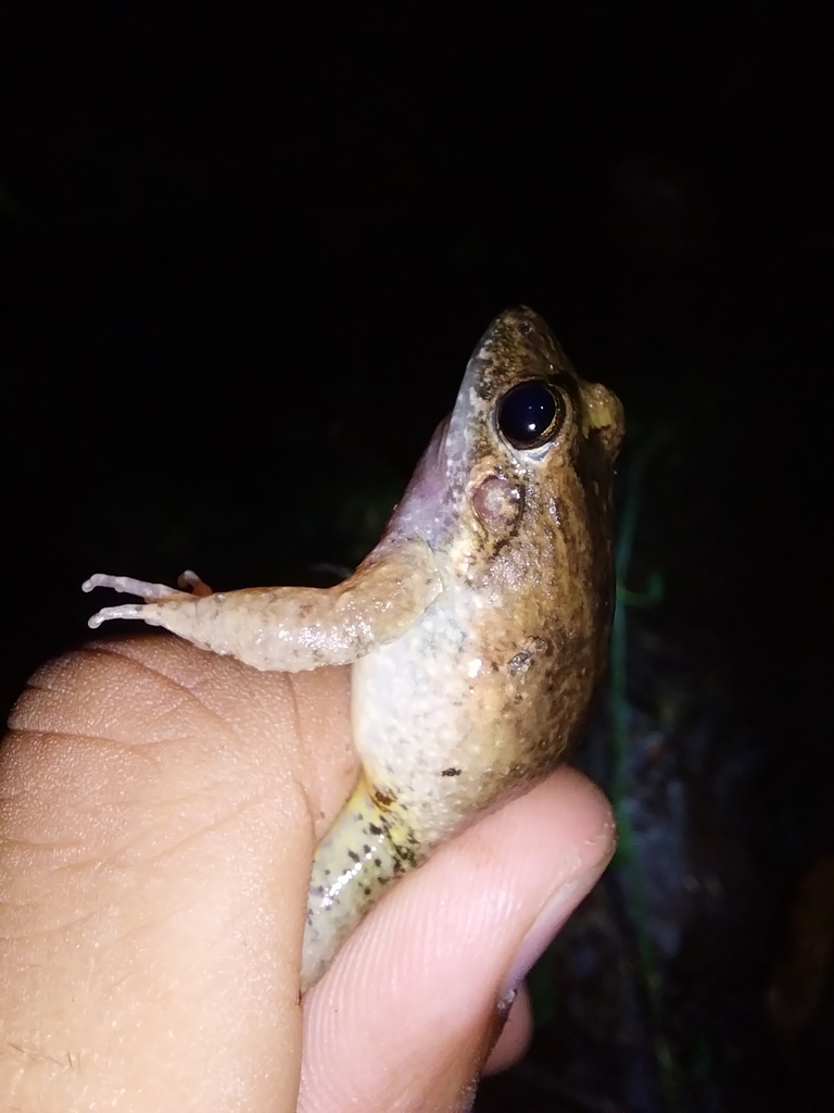 Trinidad Ditch Frog from Sangre Grande Regional Corporation, Trinidad ...