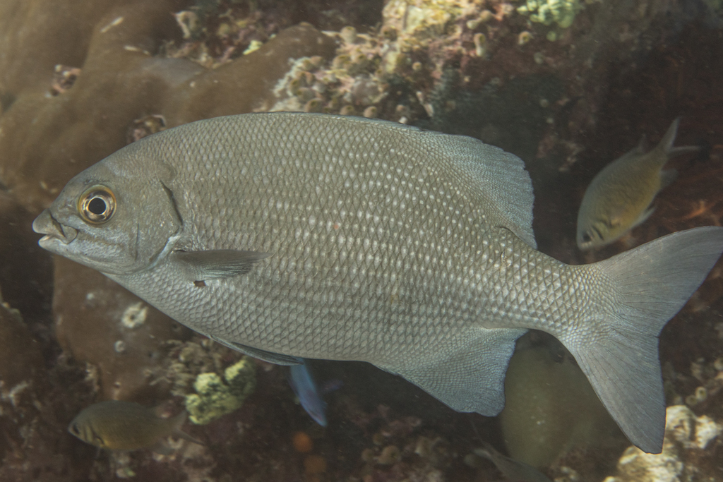 Highfin Chub (Reef Fish of the Hawaiian Islands) · iNaturalist