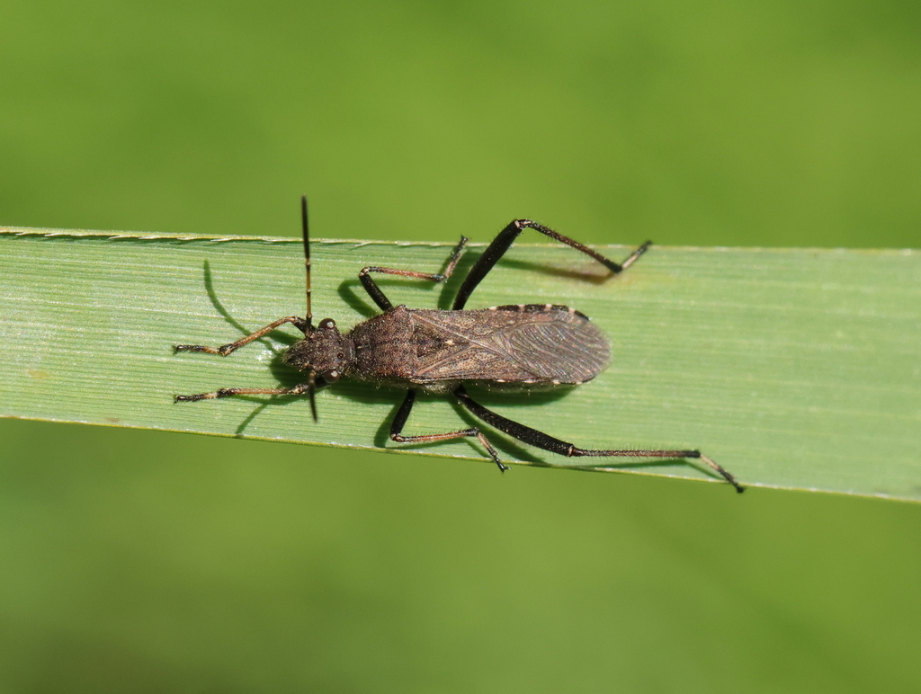 ant bug from Gonfreville-l'Orcher, France on July 18, 2023 at 04:52 PM ...
