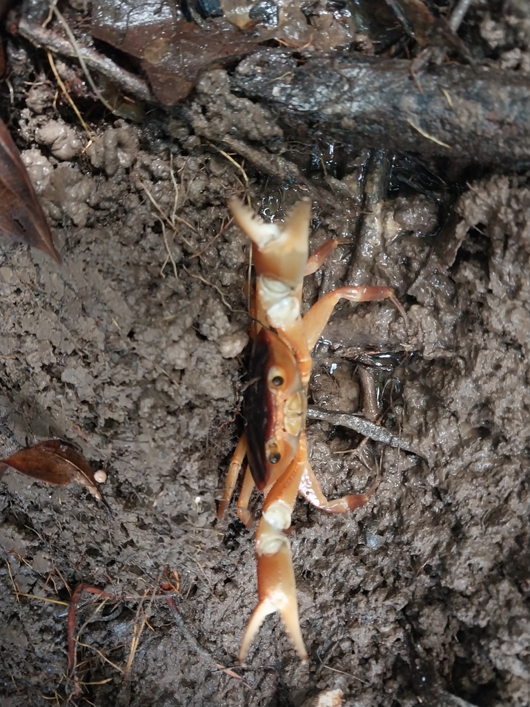 Manicou Crab from Sangre Grande Regional Corporation, Trinidad and ...