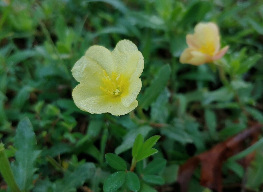 cutleaf evening primrose from Mountain Park, GA, USA on July 6, 2023 at ...