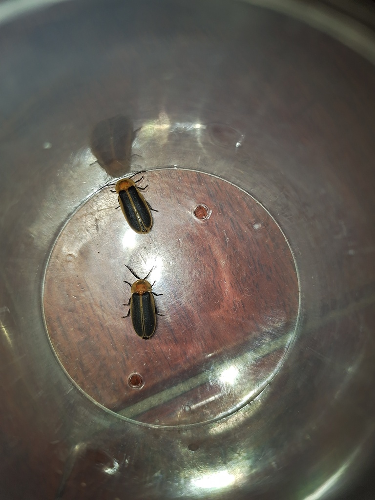 Rimmed Window Firefly from 中国广东省梅州市五华县 on July 19, 2023 at 10:37 PM by ...