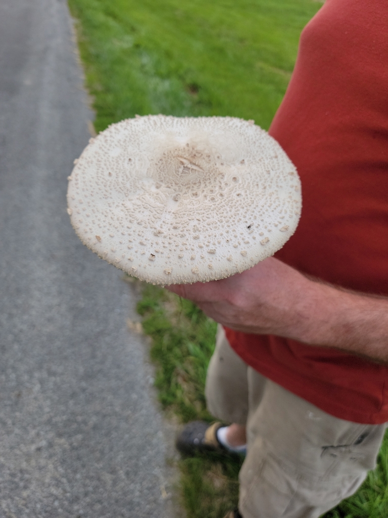 green-spored parasol from Pleasant Plain on July 17, 2023 at 07:13 PM ...