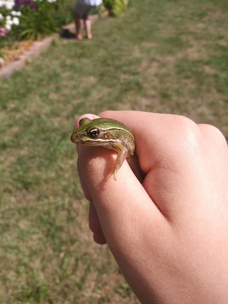 Northern Leopard Frog from Cohasset on August 1, 2021 at 11:07 AM by ...