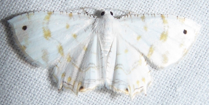 Epiplema fulvilinea from CDN2, Chiang Dao District, Chiang Mai 50170 ...