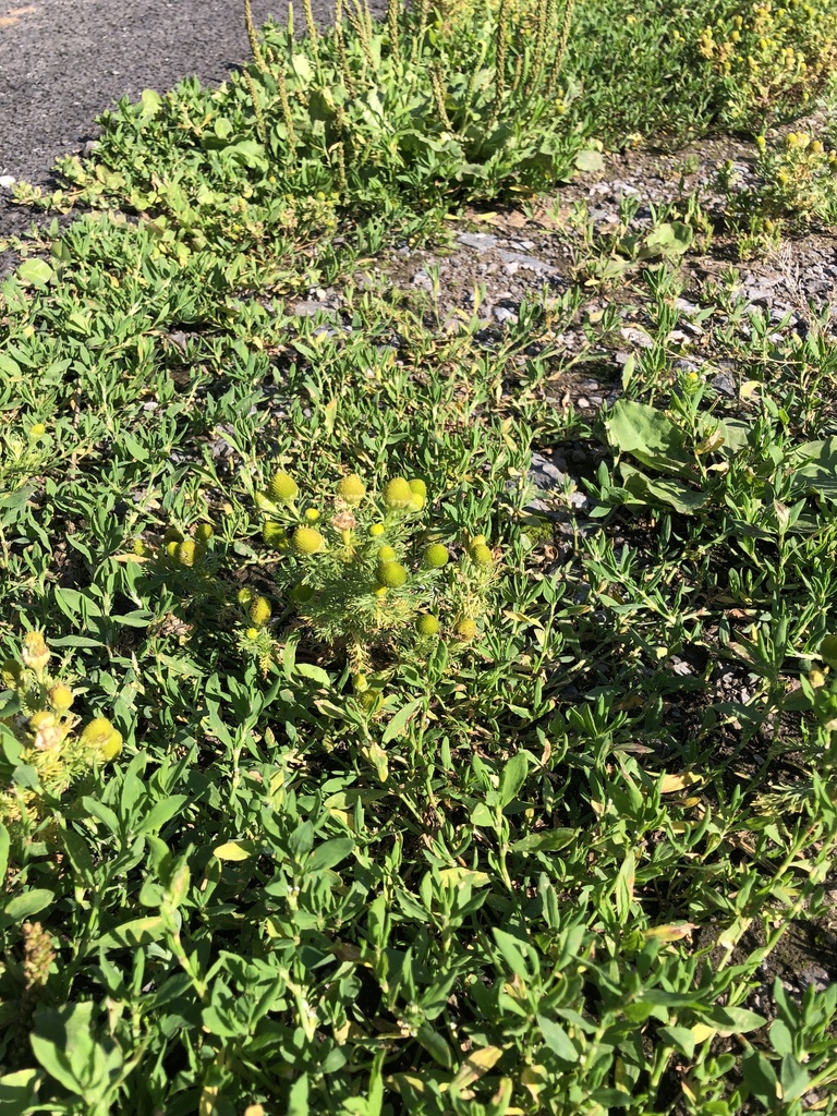 pineapple-weed from Castle Lane, Wells, England, GB on July 19, 2023 at ...