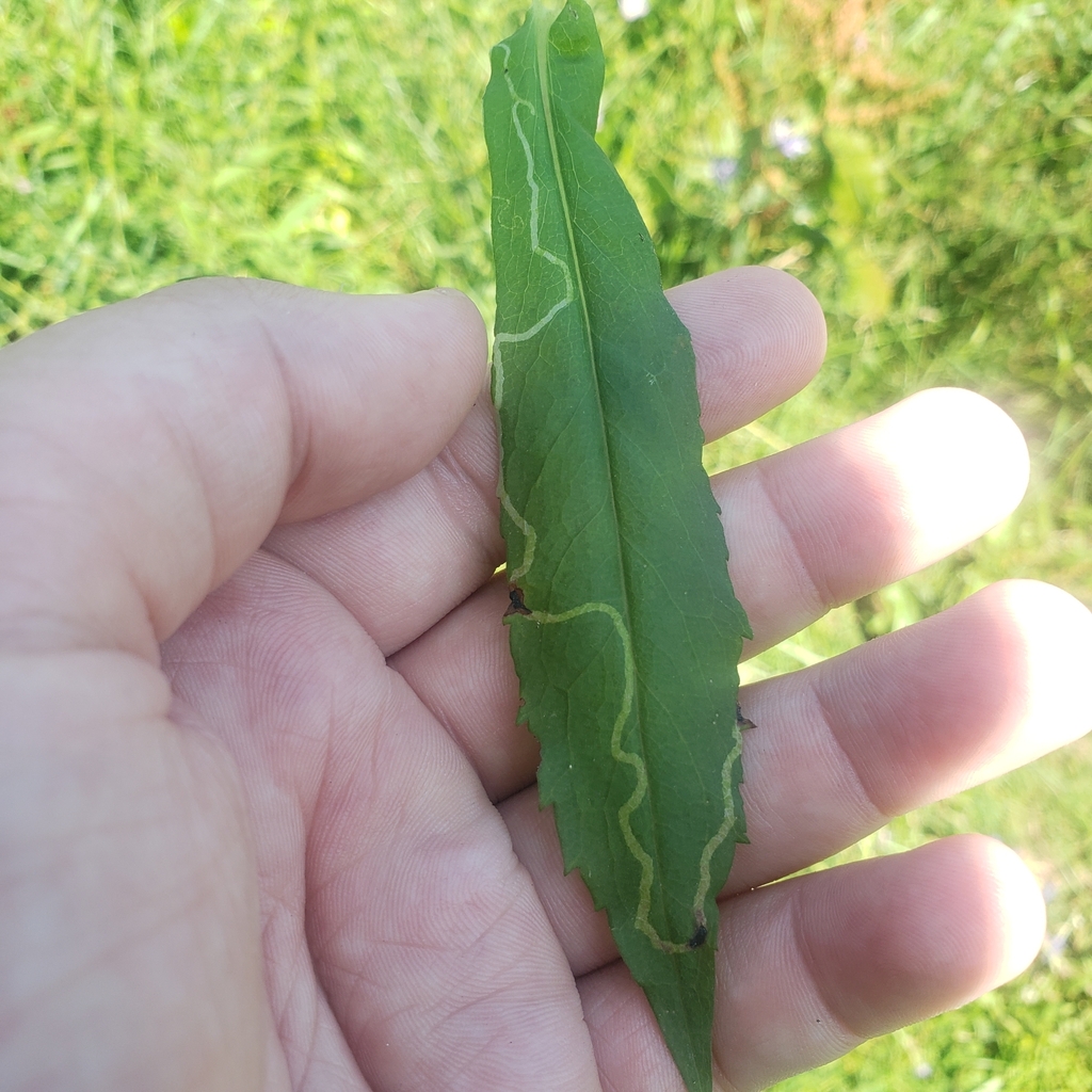 Ophiomyia parda from E 26th St at Ash St OB, Erie, PA 16504, USA on ...