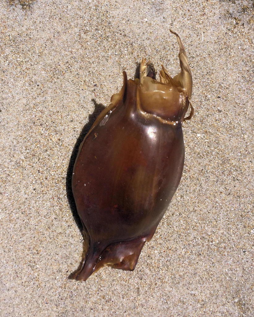 Typical Carpetsharks (Parascyllium) - Marine Life Identification