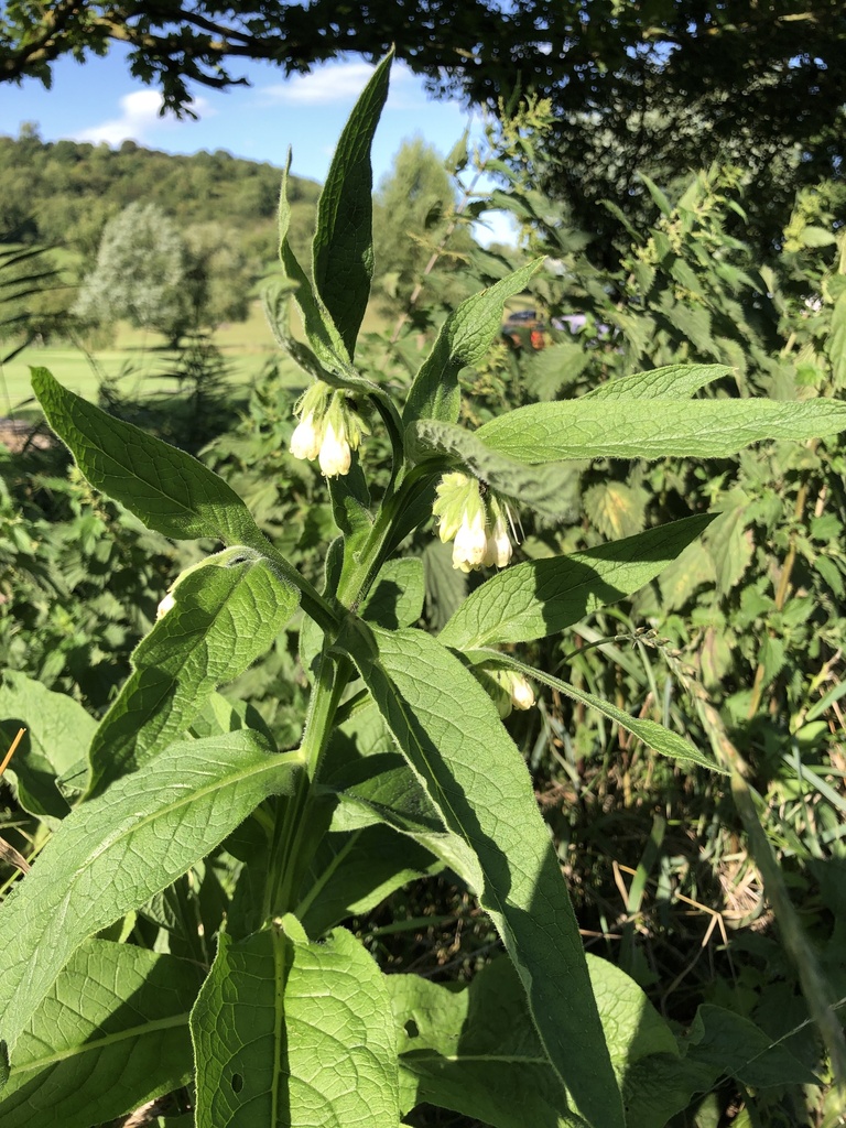 common comfrey from Haymoor Drove, Wells, England, GB on July 19, 2023 ...