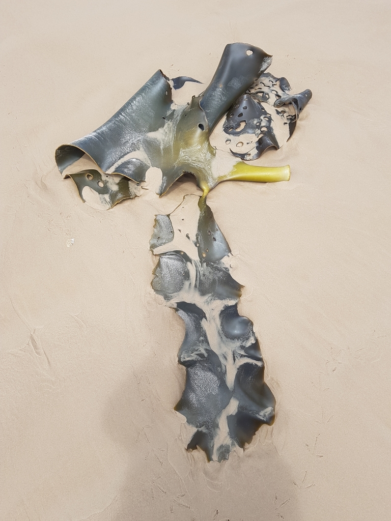 Australian Bull Kelp from Circular Head, AU-TS, AU on January 6, 2019 ...