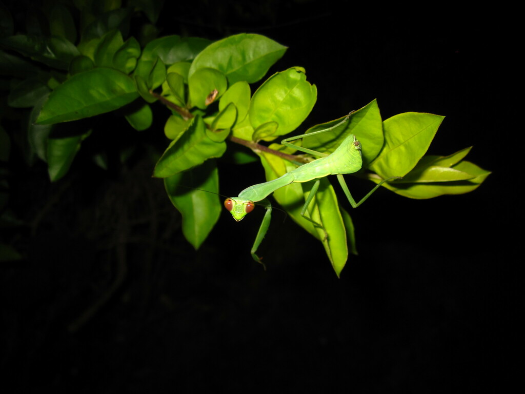 Hierodula chinensis in July 2023 by manassas · iNaturalist