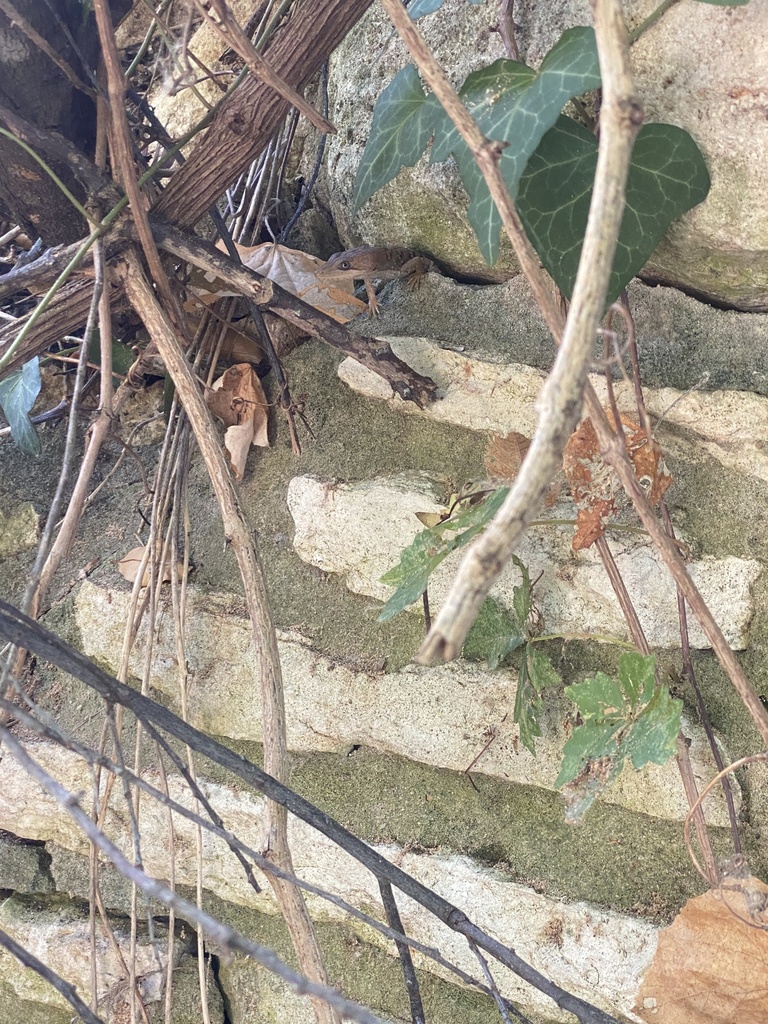 Texas Alligator Lizard from Eilers (Deep Eddy) Park, Austin, TX, US on ...
