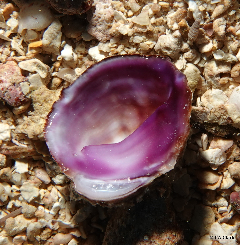 Galeropsis monodonta from Mo'orea, French Polynesia on July 6, 2023 at ...