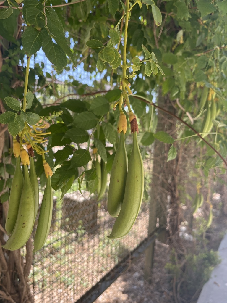 American trumpet vine from Texas State University, San Marcos, TX, US ...