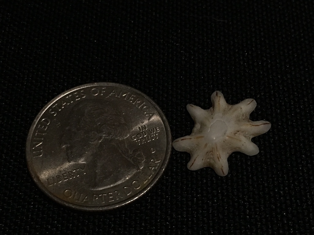 Scutellastra chapmani from Turimetta Beach, NSW, Australia on December ...