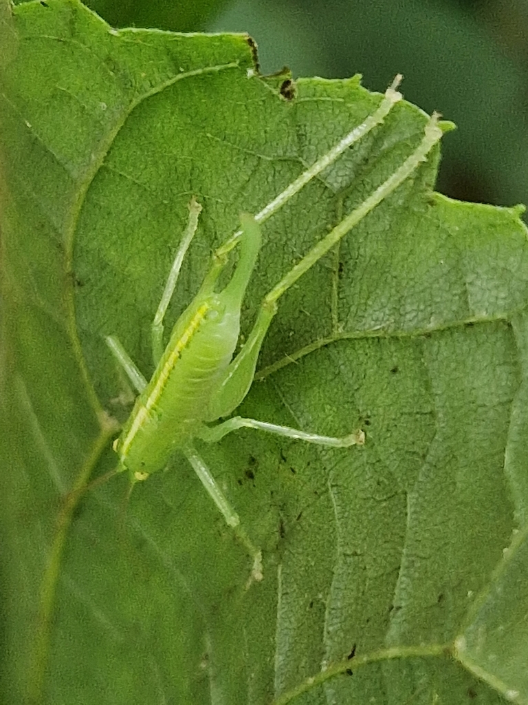 Southern Oak Bush-cricket from Battersea Park, London SW11 4NJ, UK on ...