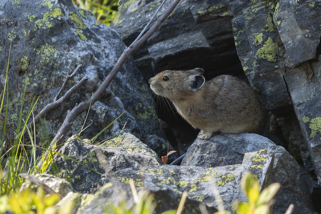 American Pika from Missoula County, MT, USA on June 23, 2023 at 08:43 ...