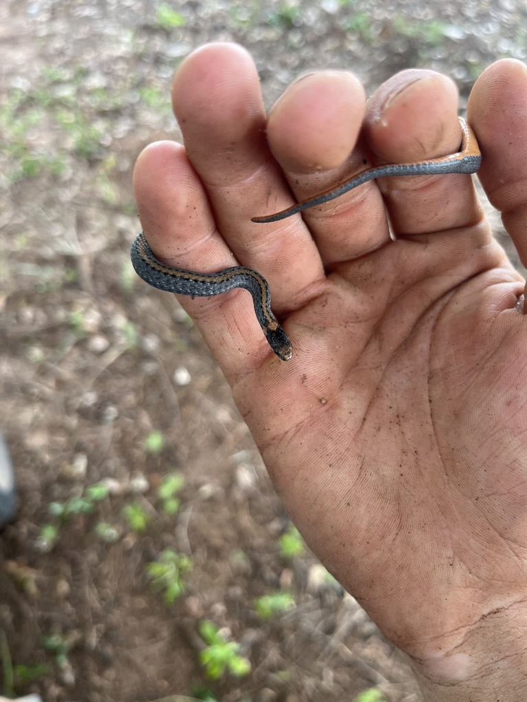 Red-bellied Snake from Grand National, Opelika, AL, US on July 19, 2023 ...