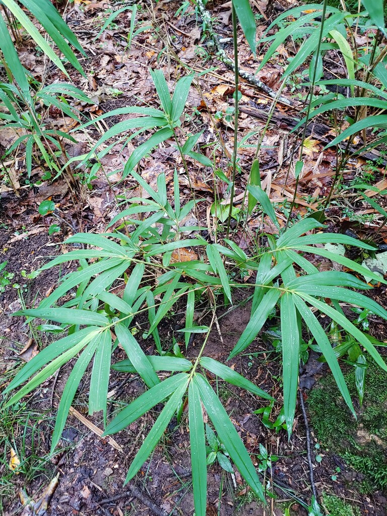 river cane from Dekalb County, GA, USA on July 5, 2023 at 10:08 AM by ...