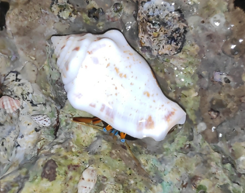 Left-handed Hermit Crab from 'Eua, Tonga on July 19, 2023 at 07:34 PM ...