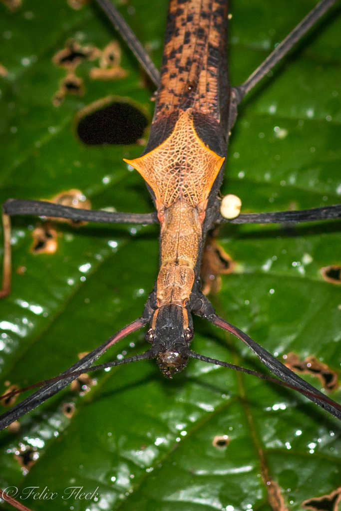 Pseudophasma (Insectos Papa´s Place) · iNaturalist