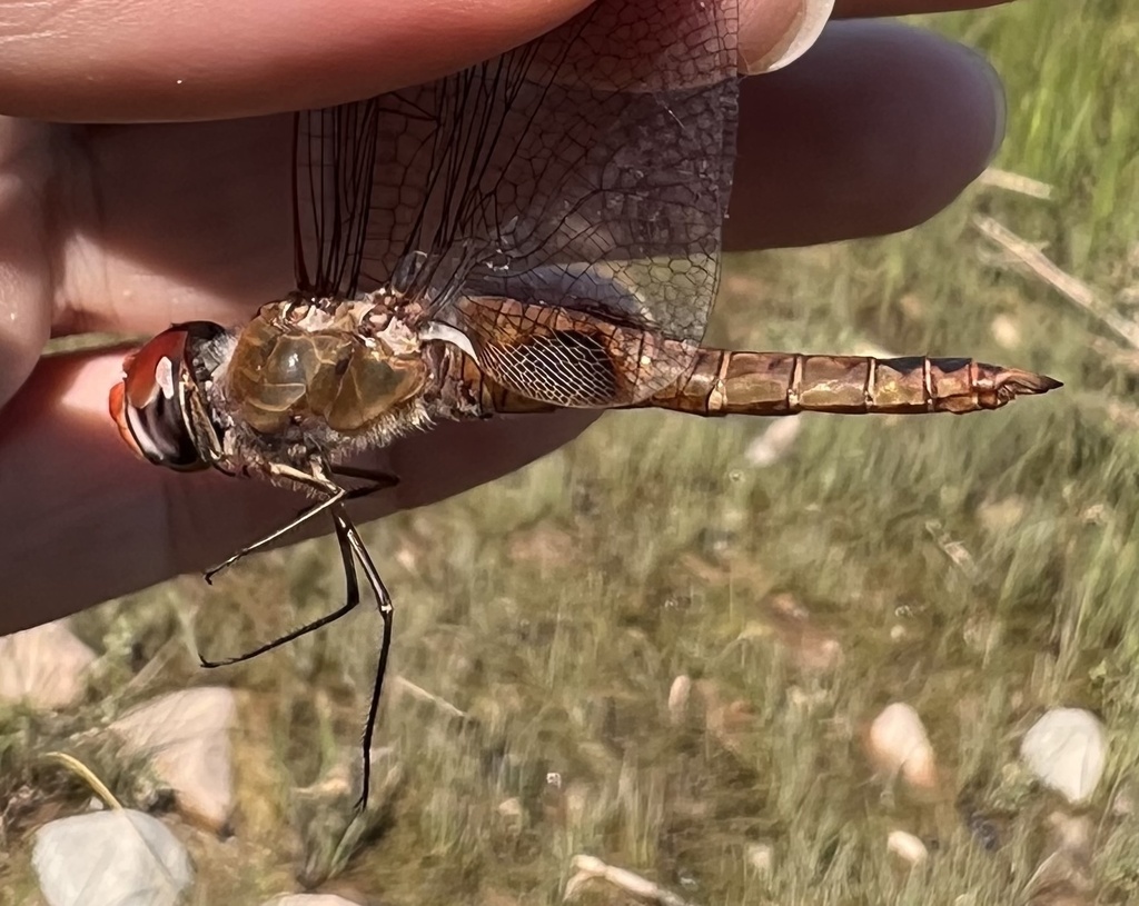 Spot-winged Glider from Lake Huron, CA-ON, CA on July 19, 2023 at 12:37 ...
