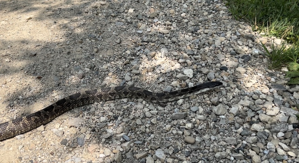 Gray Ratsnake from Prairie Oaks Metro Park, Hilliard, OH, US on July 19 ...