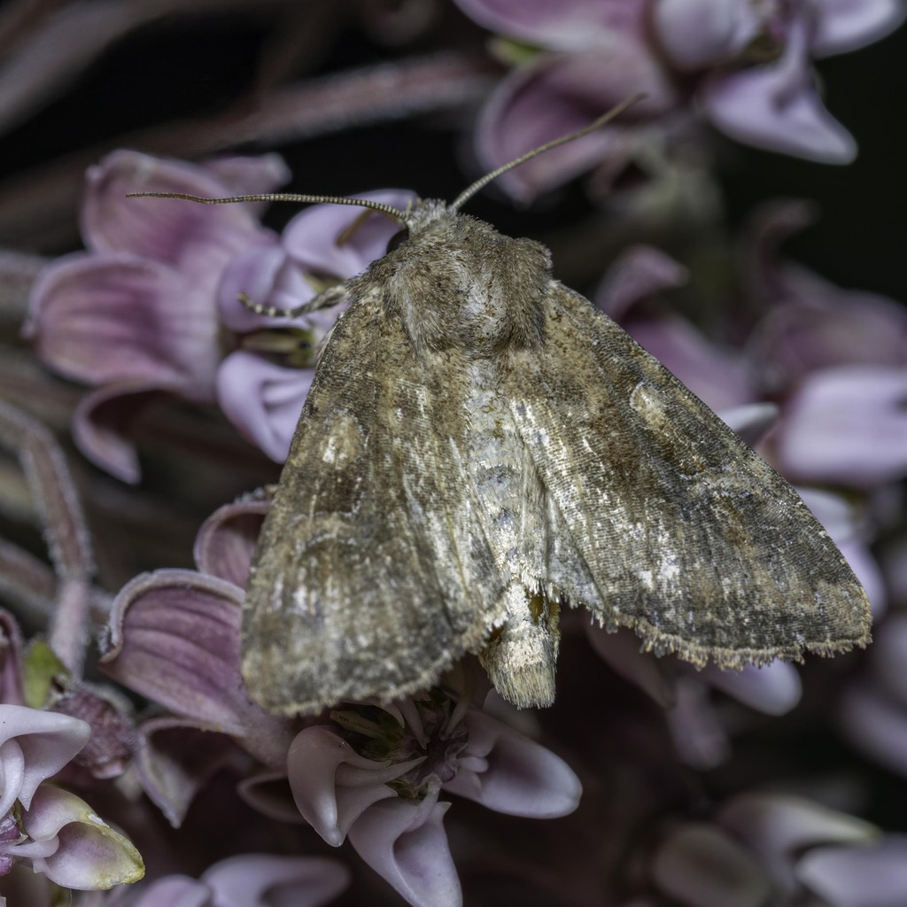 Veiled Ear Moth from Harters Heights, South Bend, IN, USA on July 9 ...