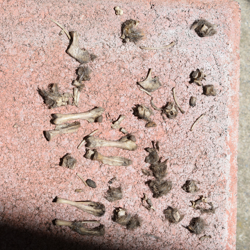 Botta's Pocket Gopher in July 2023 by Anne Parsons. Bones from barn owl ...